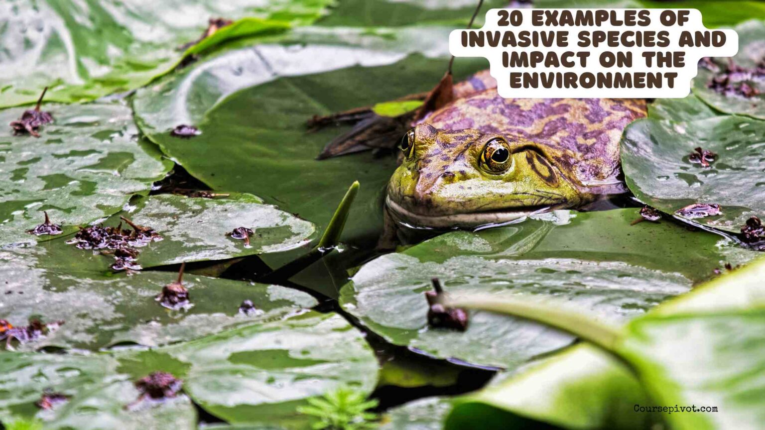 20 Examples Of Invasive Species And Impact On The Environment