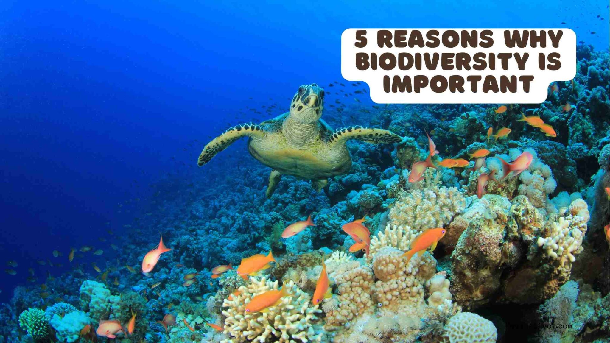 5 Reasons Why Biodiversity Is Important