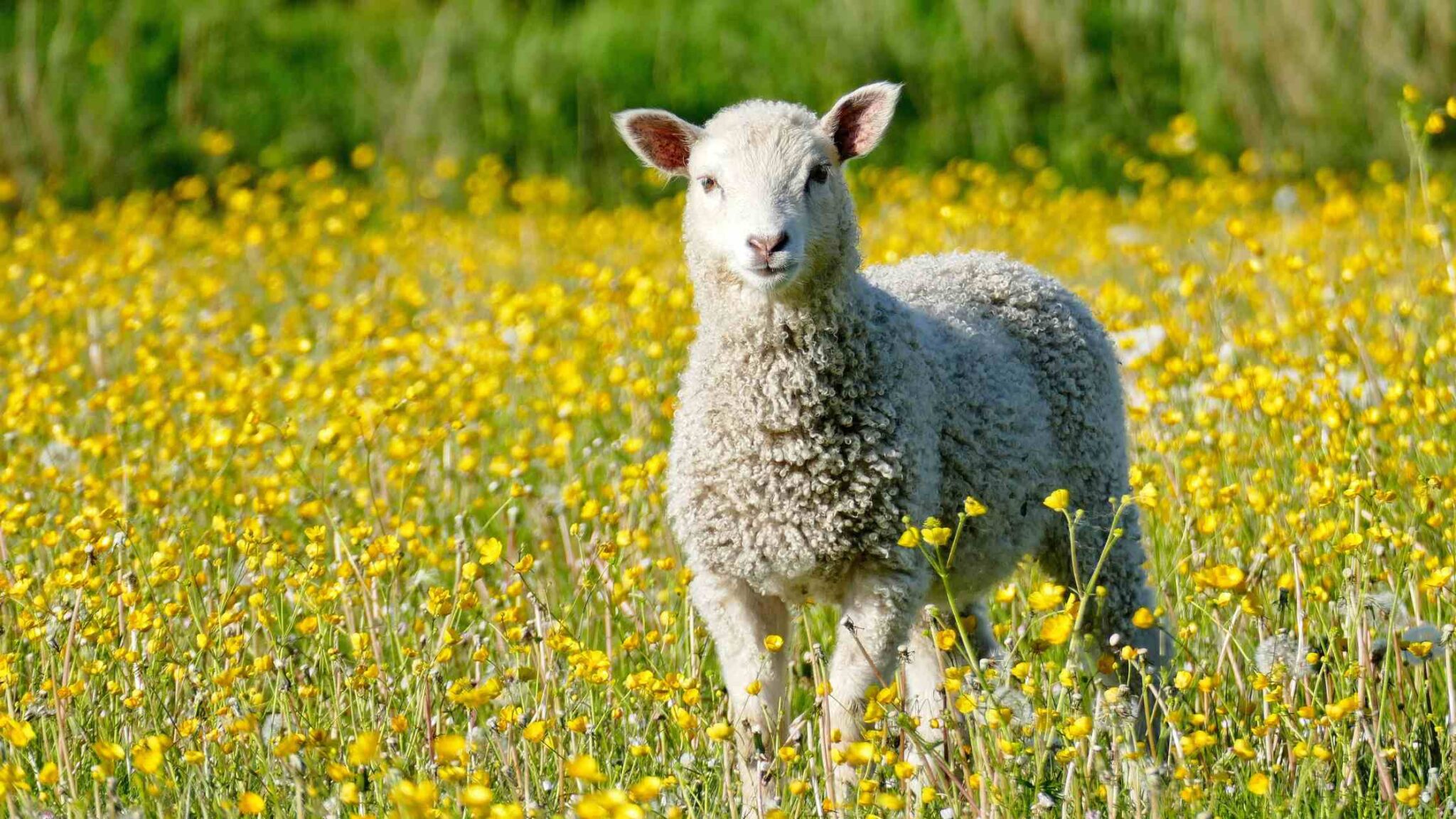 9 Shocking Reasons Why God Compares Us To Sheep