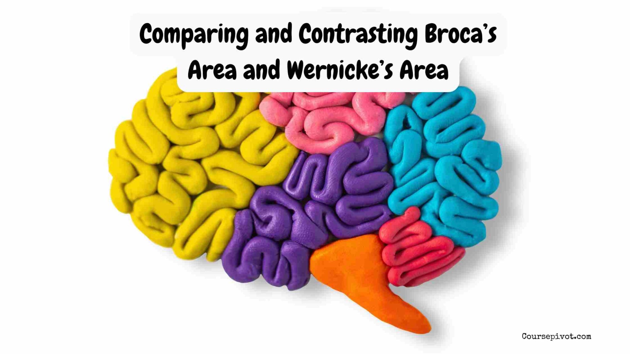 Comparing And Contrasting Broca’s Area And Wernicke’s Area
