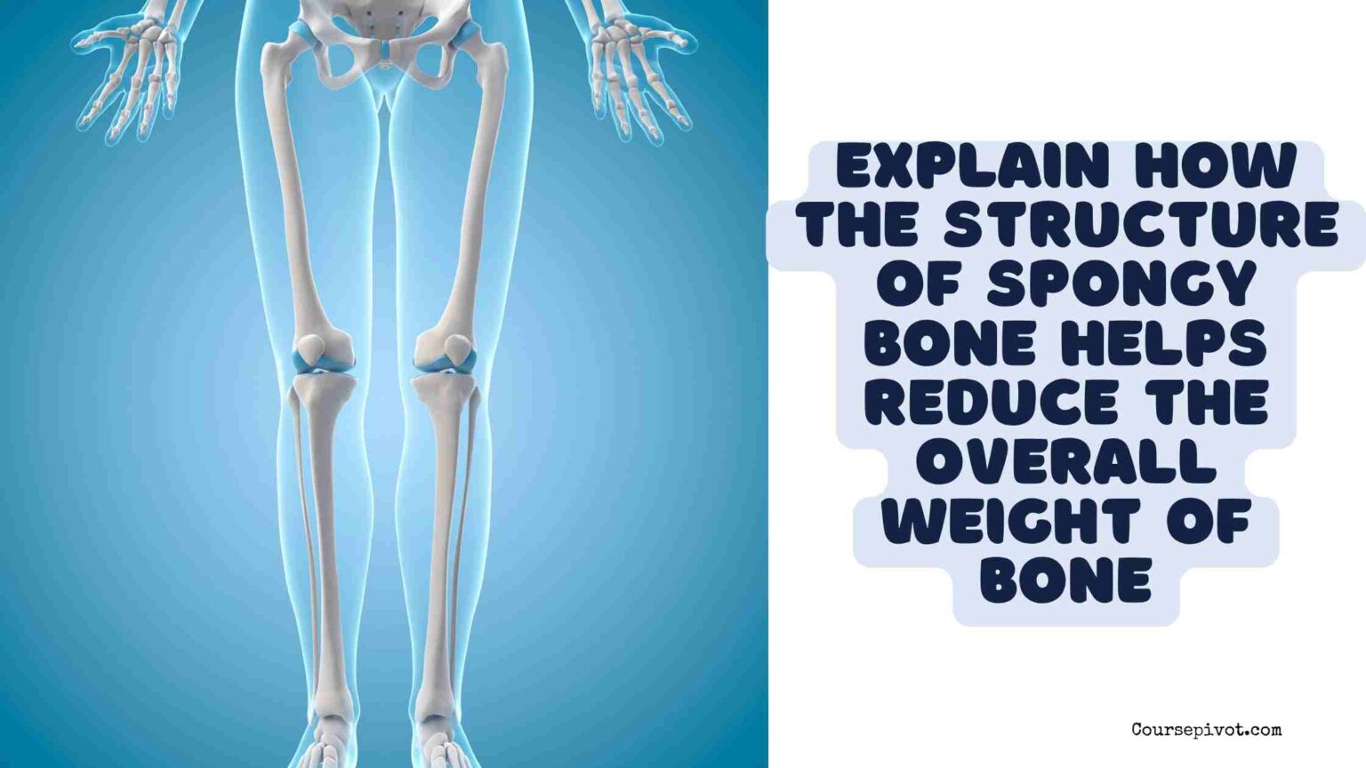 How Spongy Bone Structure Reduces Bone Weight