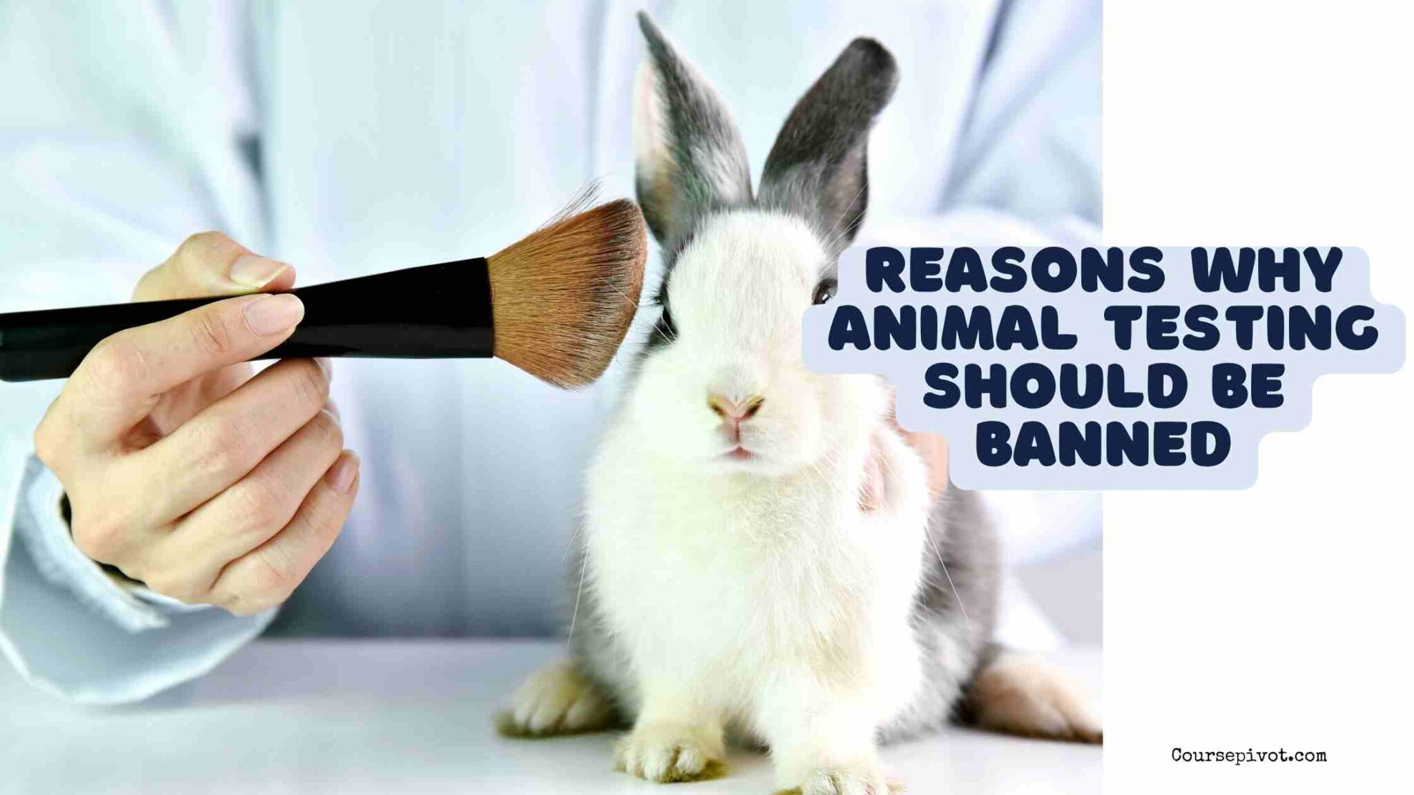 Reasons Why Animal Testing Should Be Banned