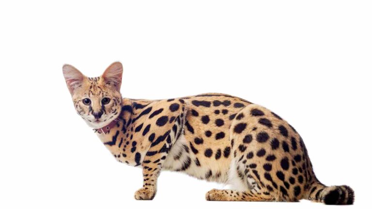 Can A Serval Cat Kill A Human?