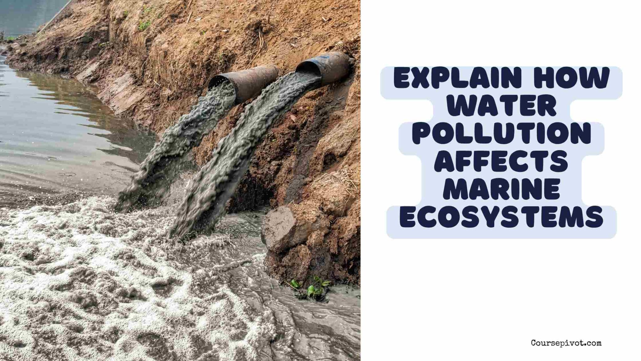 How Water Pollution Impacts Marine Ecosystems