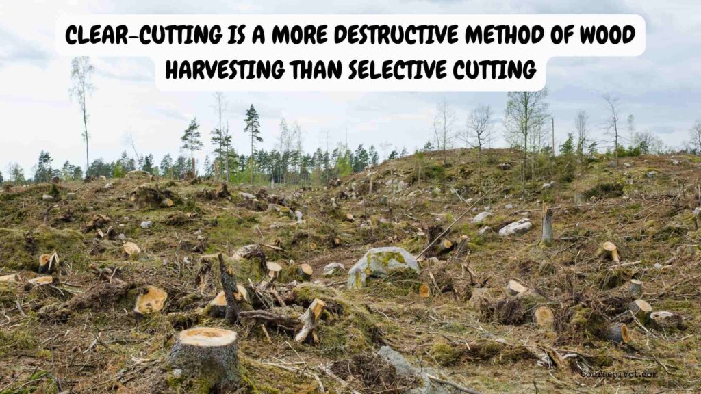 Why Clear-Cutting Is More Destructive Than Selective Cutting