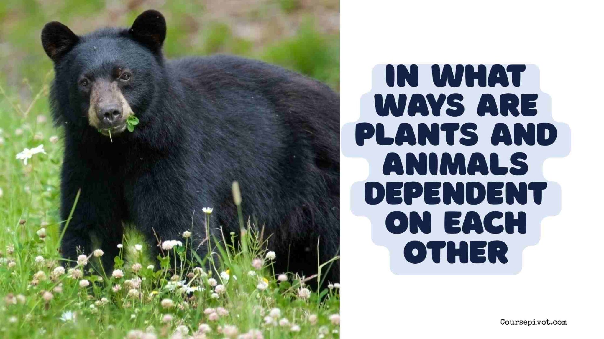 In What Ways Are Plants And Animals Dependent On Each Other?