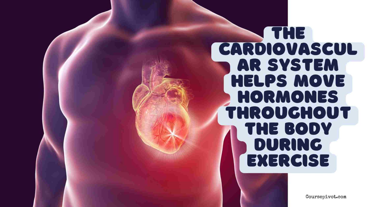 How The Cardiovascular System Moves Hormones During Exercise
