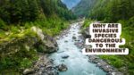 7 Reasons Why Invasive Species Are Dangerous To The Environment